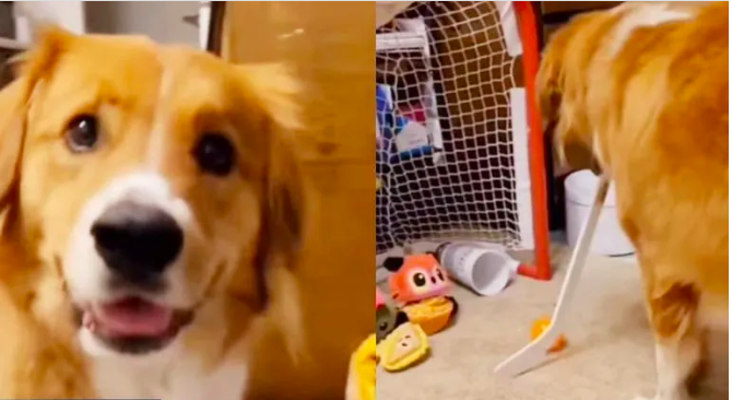 Hockey Loving Dog Is So Proud After He Scores A Goal Hockey Loving Dog Is So Proud After He Scores A Goal