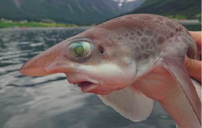 Russian Fisherman Captures Incredibly Weird Deep Sea Fish